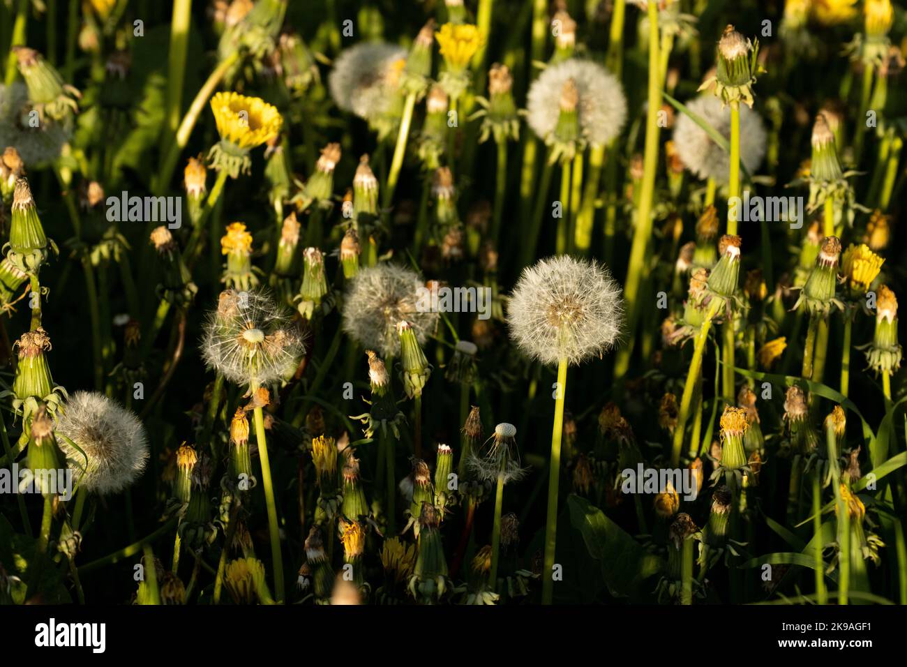 Seeds and weeds hi-res stock photography and images - Alamy