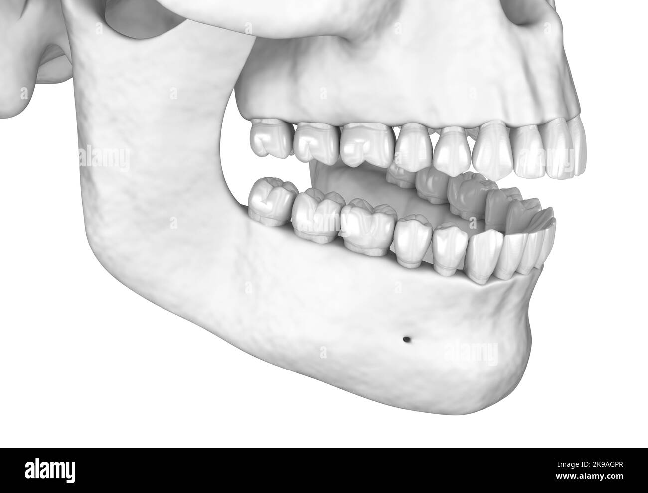 Human white scull. 3D illustration Stock Photo - Alamy