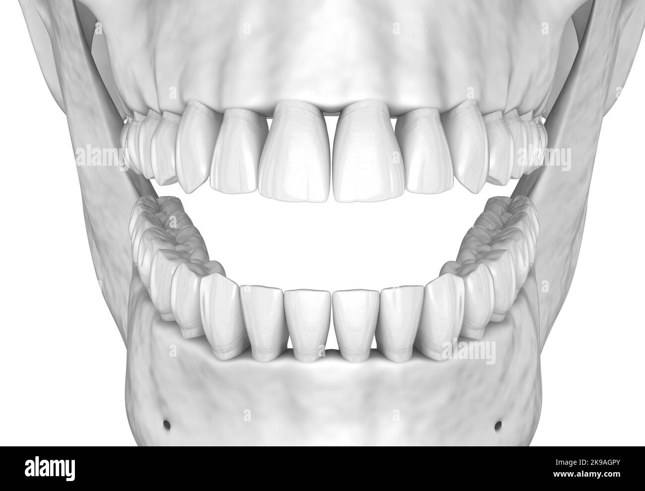 Human white scull. 3D illustration Stock Photo - Alamy