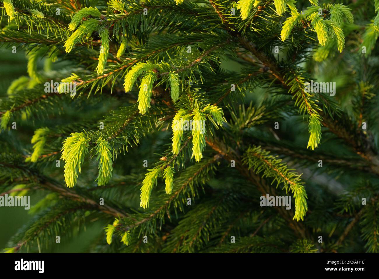 Fresh Norway Spruce tips on a late spring evening in Estonian boreal ...