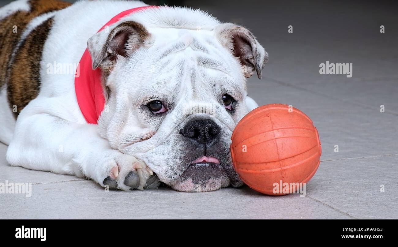 Sad Bulldog Puppy Face