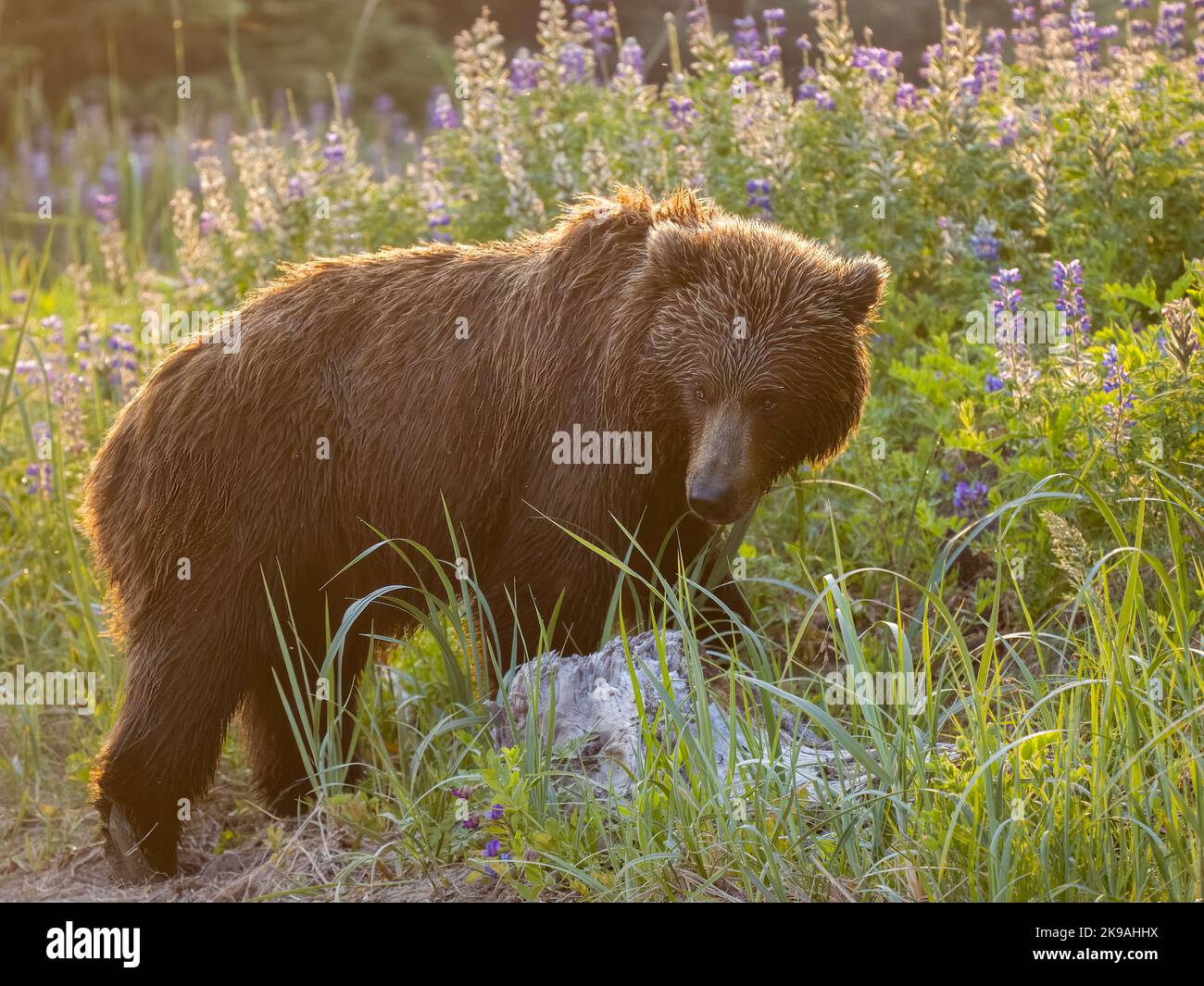 The bear enters the field of flowers. Alaska: THESE BEAUTIFUL images ...