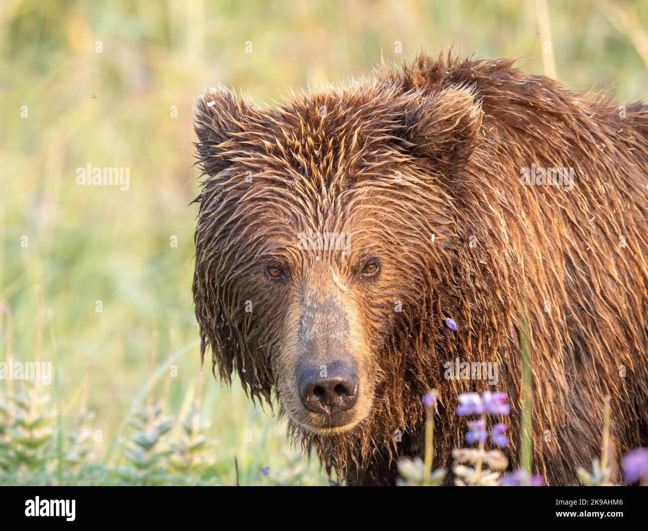The bears don't usually explore the flower field. Alaska: THESE ...