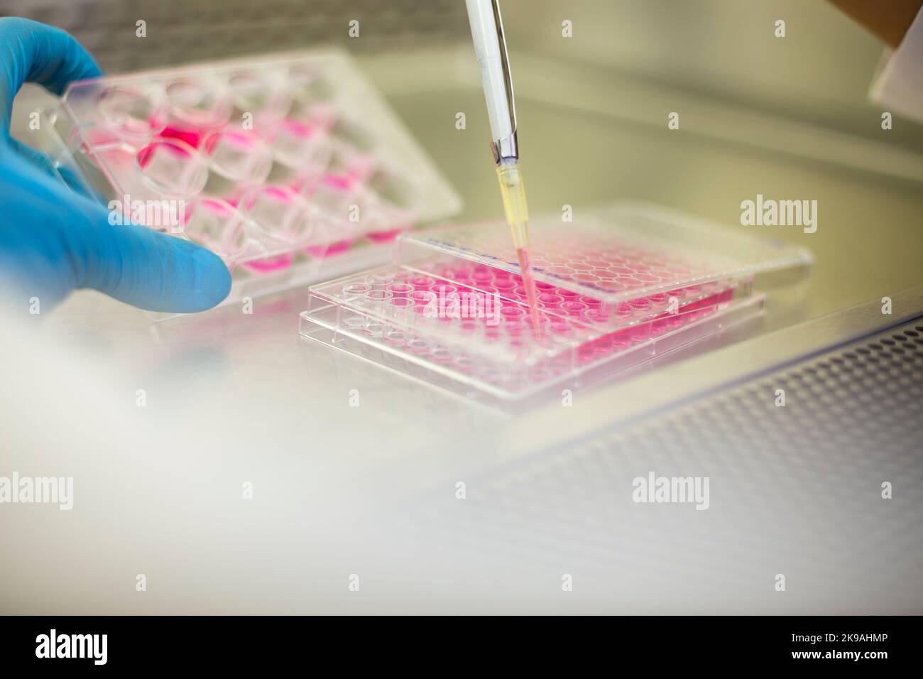 cell culture, medicine, medical and biology laboratory Stock Photo - Alamy