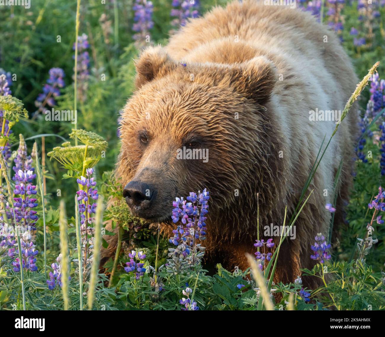 The bear sniffs at the flowers. Alaska: THESE BEAUTIFUL images show a ...