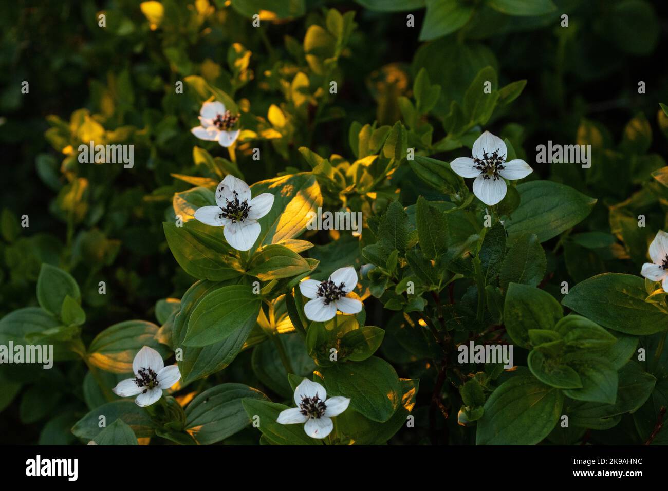 Close-up of blooming Dwarf cornel during a beautiful summery sunset in ...