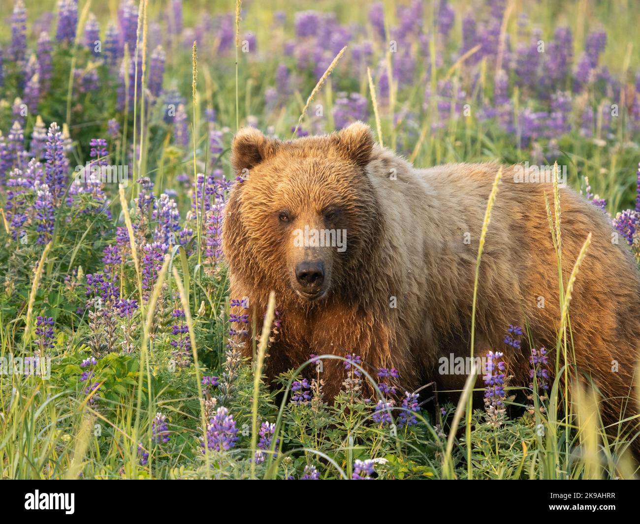 A lazy bear lounging in the flowers. Alaska: THESE BEAUTIFUL images ...