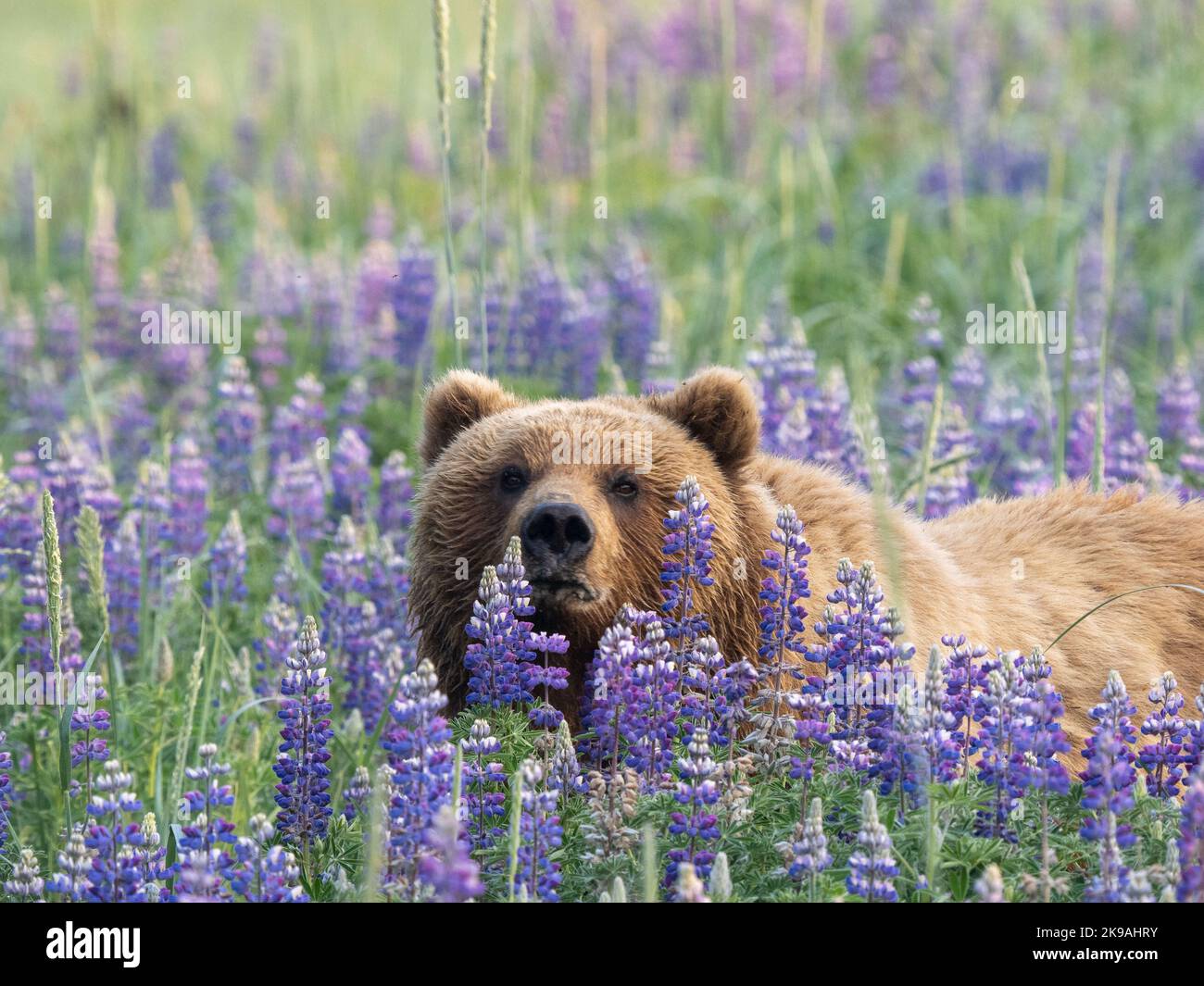 A curious sniff. Alaska: THESE BEAUTIFUL images show a brown bear ...