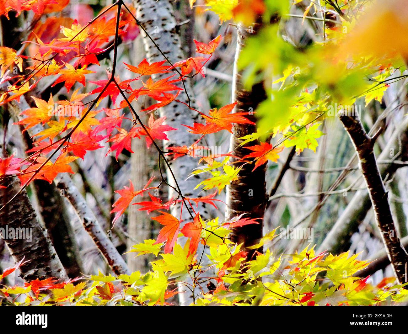Color of fall foliage in Japanese autumn Stock Photo - Alamy
