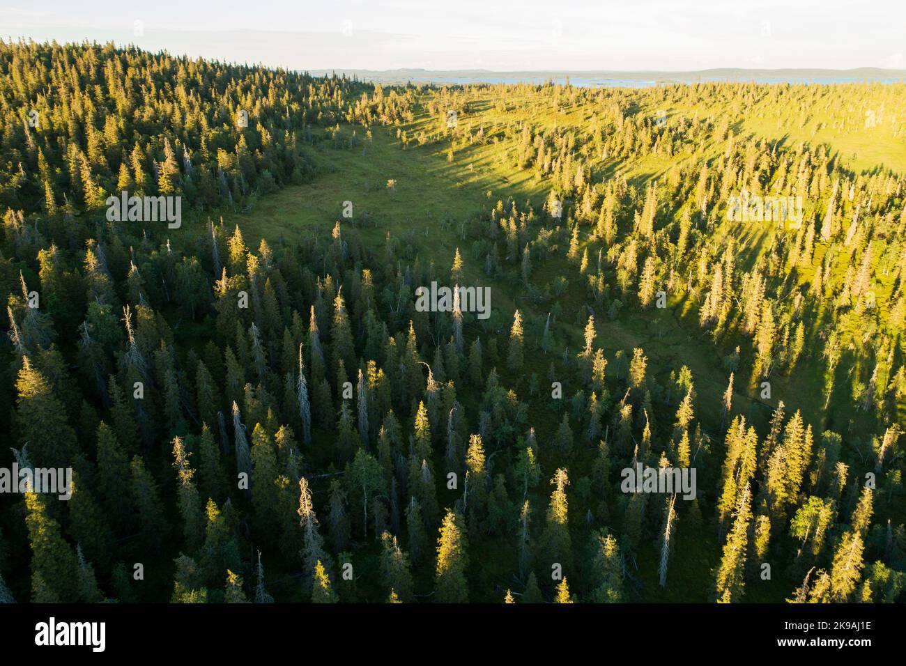 A view to slope bogs and hillsides covered with taiga forest during a ...