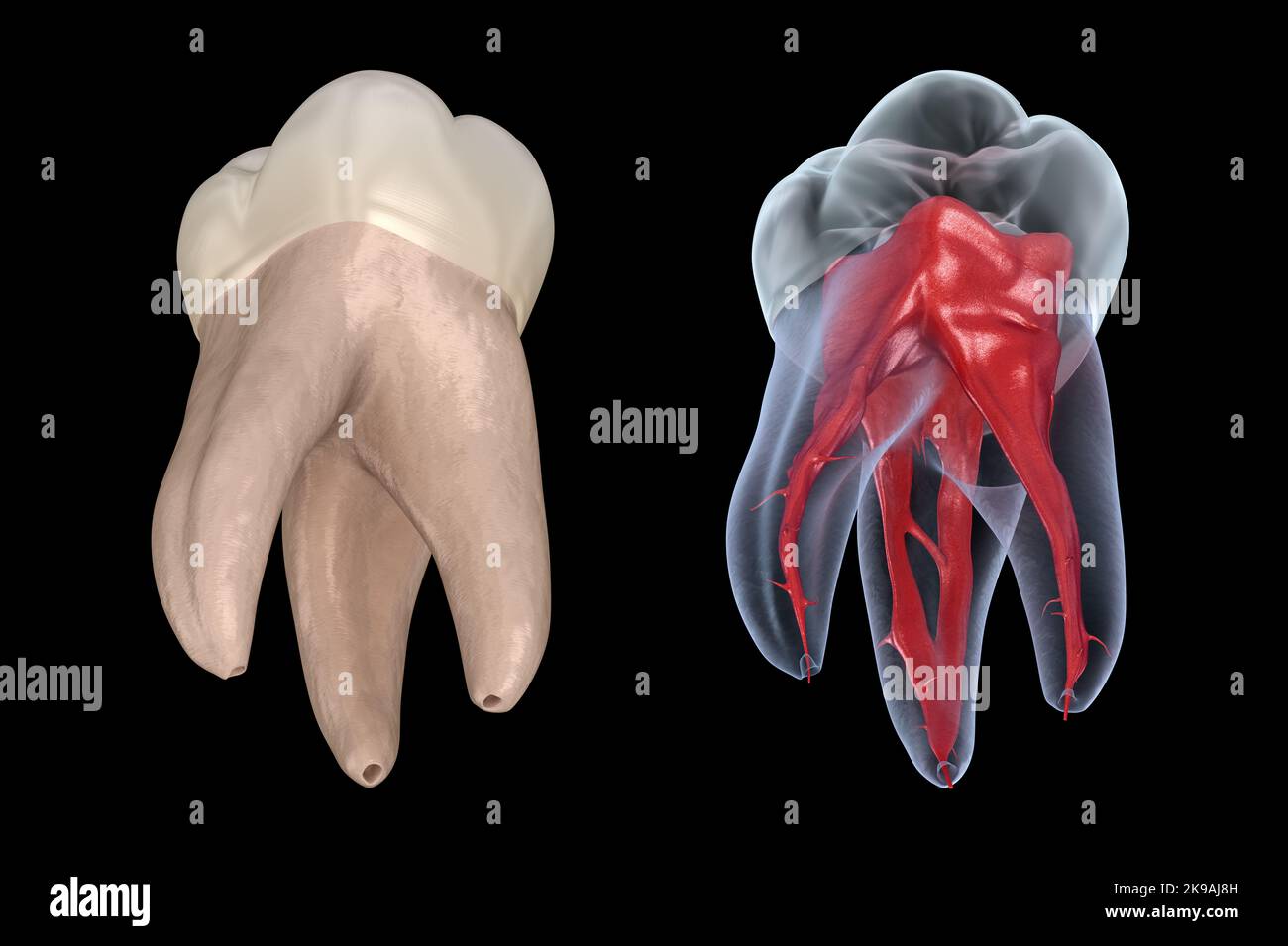 Dental root anatomy - First maxillary molar tooth. Medically accurate ...