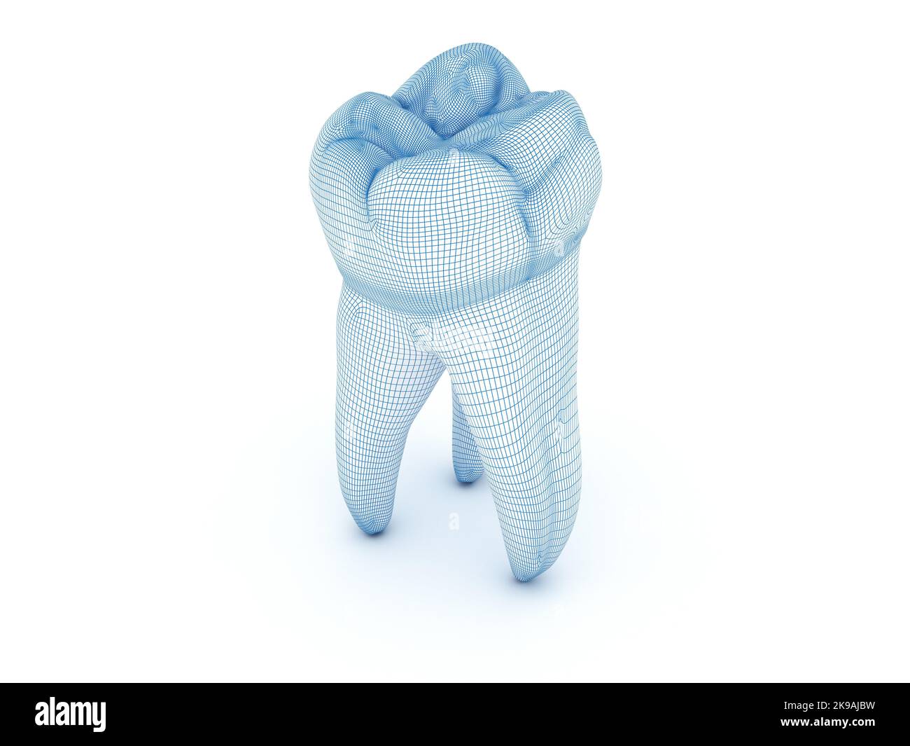 Morphology of First maxillary molar tooth. Wired 3d illustration Stock ...