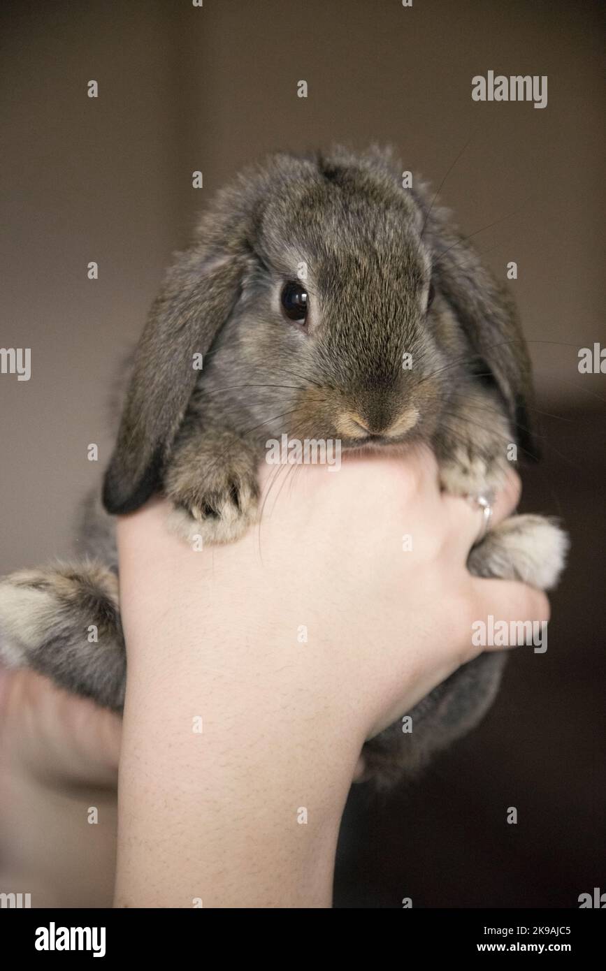 If you like cute, cuddly, and petite, then get yourself a dwarf bunny ...