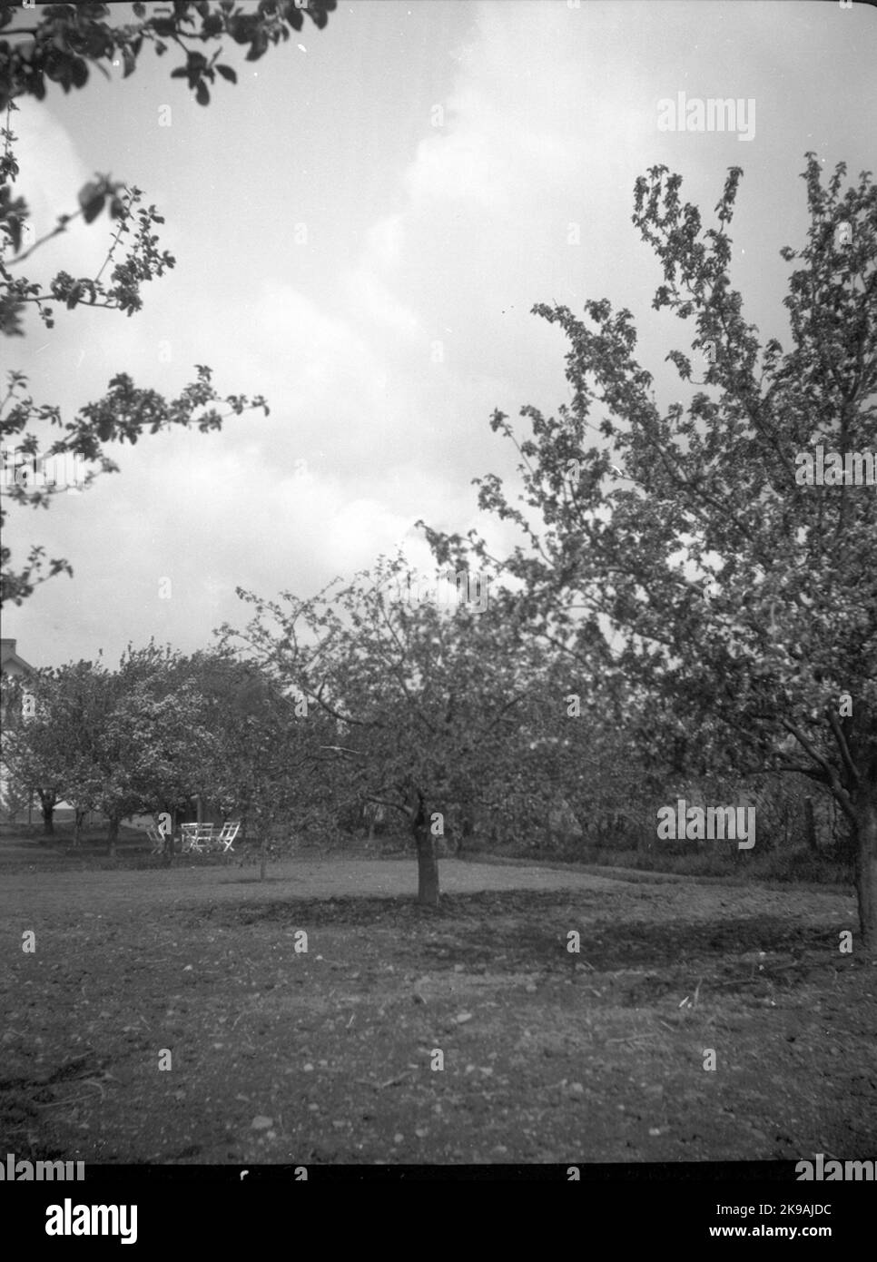 Planting fruit tree Black and White Stock Photos & Images - Alamy