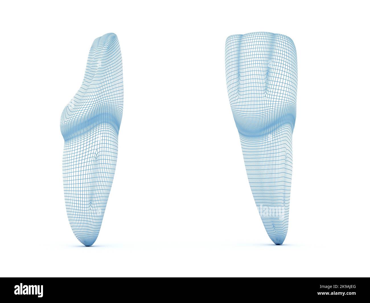 Morphology of maxillary central incisor tooth. Wired 3d illustration ...