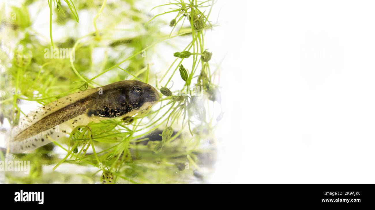 A tadpole in the water surrounded by aquatic flora in its process of ...