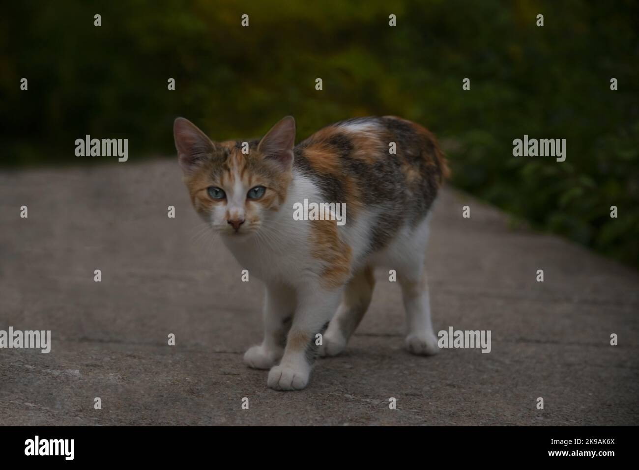 Time spent with cats is never wasted Stock Photo - Alamy