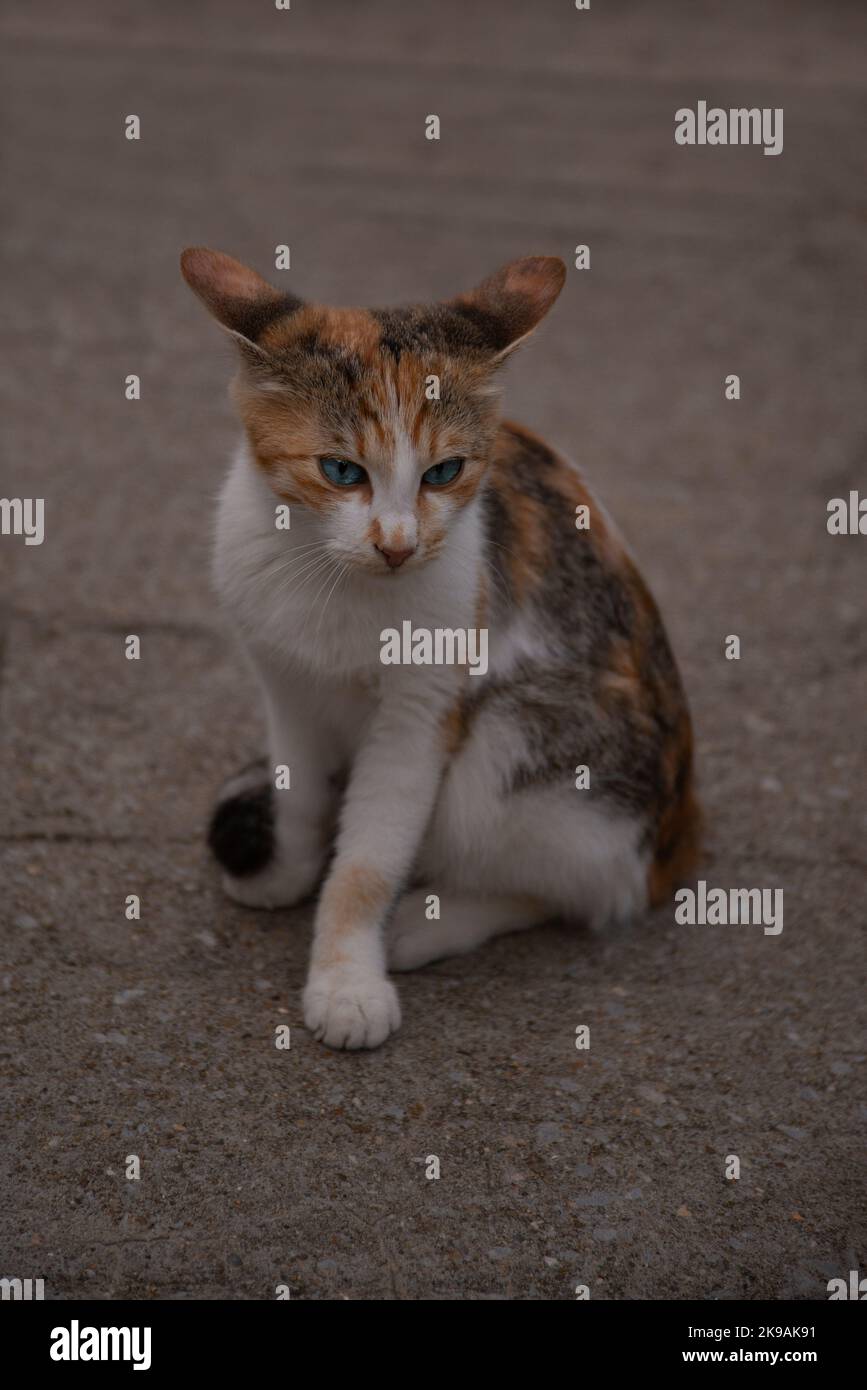 Anything is paws-ible with a cat by your side Stock Photo - Alamy