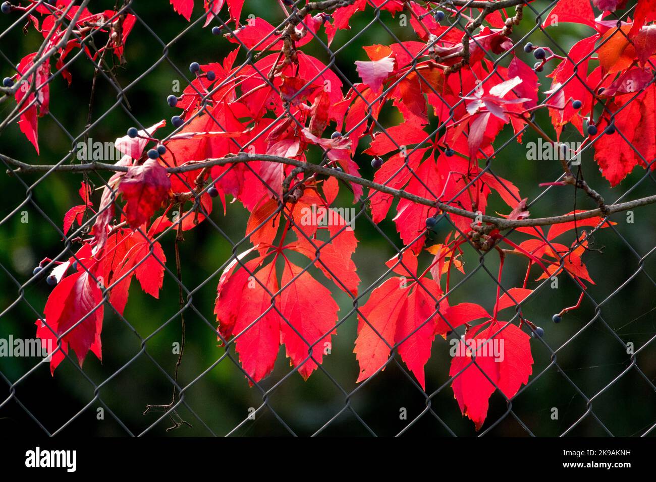 Virginia Woodbine Autumn Parthenocissus quinquefolia, Virginia Creeper ...
