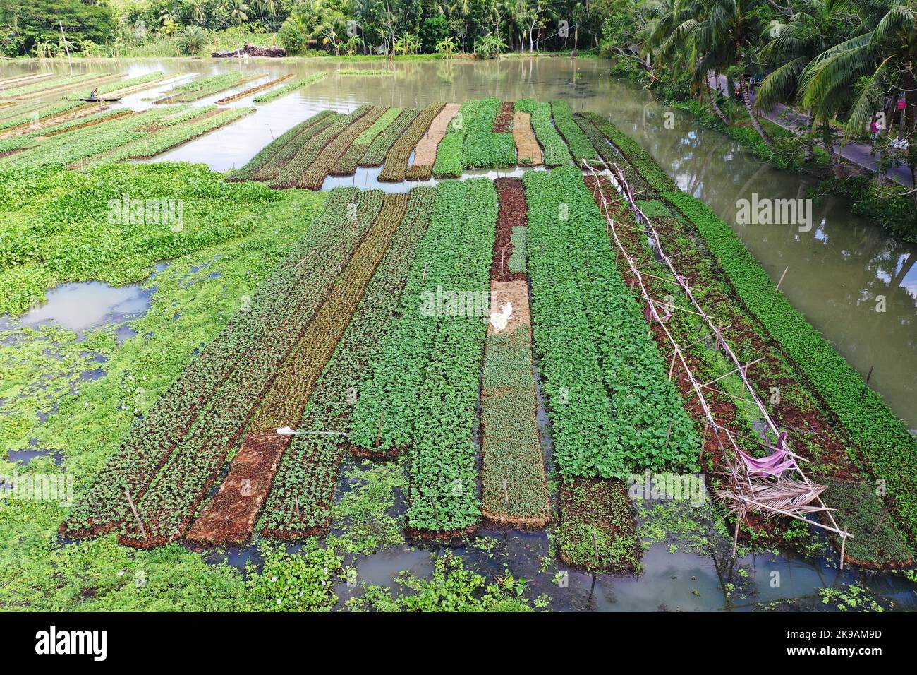 Pirojpur, Bangladesh - October 25, 2022: Bangladeshi Farmers are ...