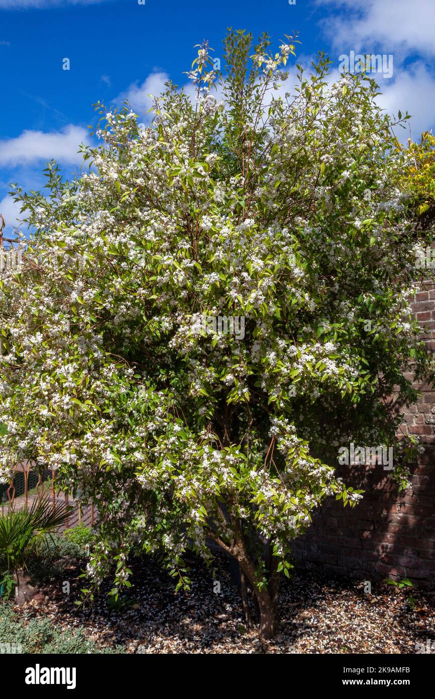 Hoheria hi-res stock photography and images - Alamy