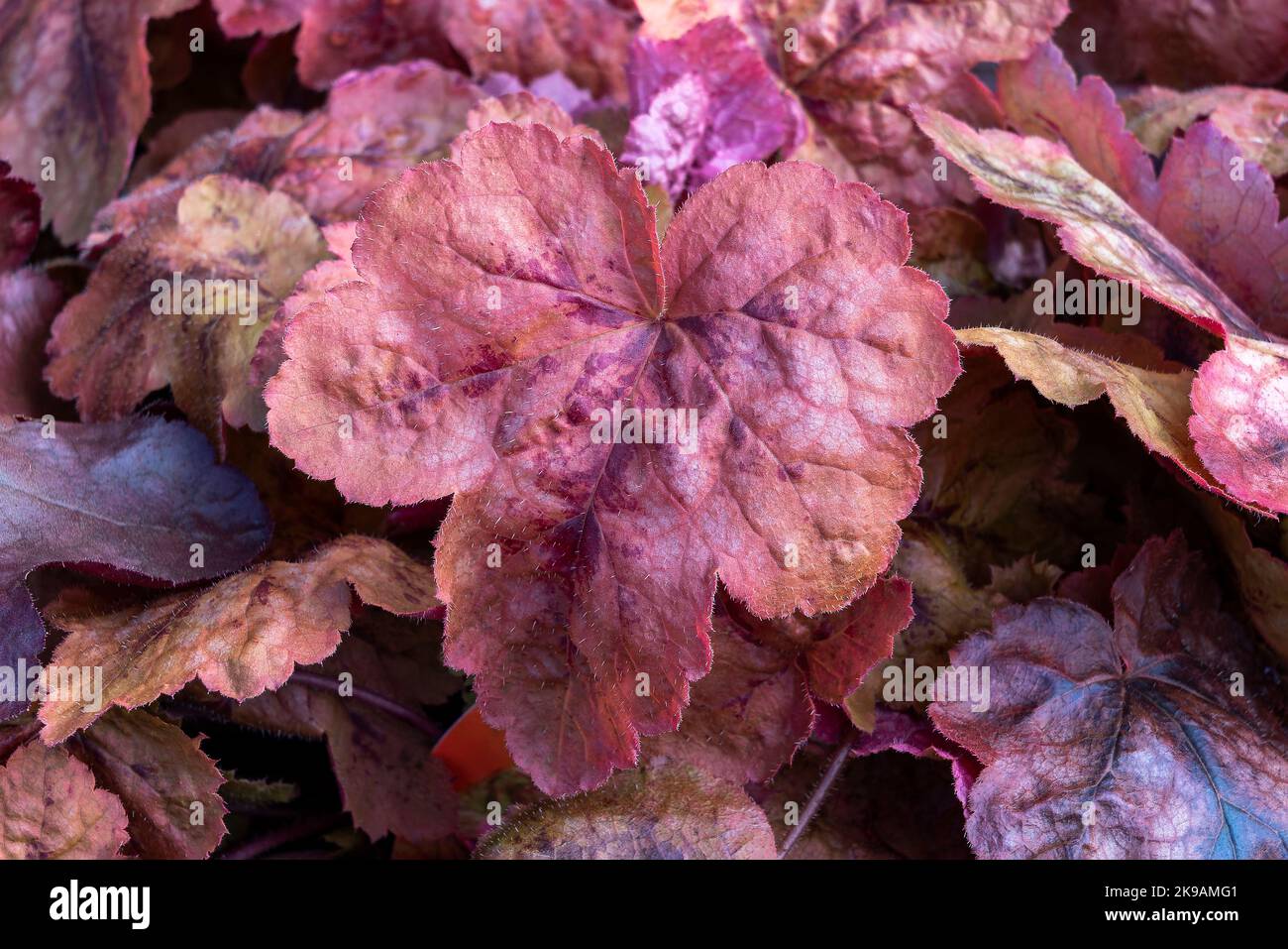 Heucherella 'Redstone Falls' an herbaceous perennial foliage plant with ...