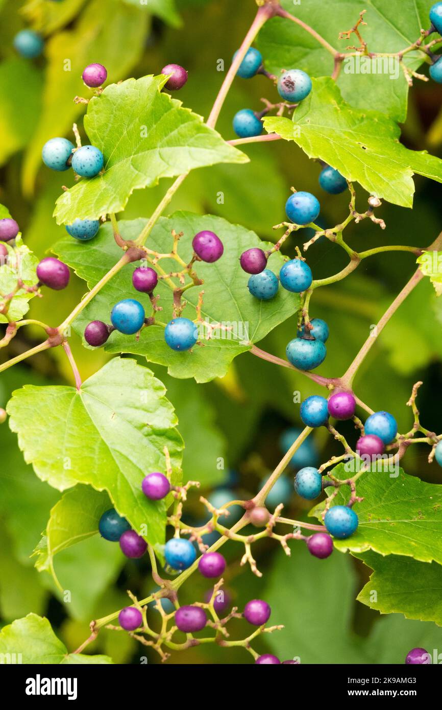 Autumn, Ampelopsis heterophylla, Berries, Porcelain Berry Vine, Fruits, Climbing, Plant Stock ...