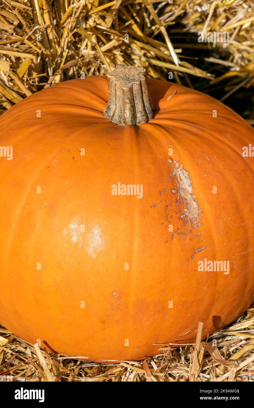 Pumpkin (cucurbita) an orange winter vegetable squash used for a ...