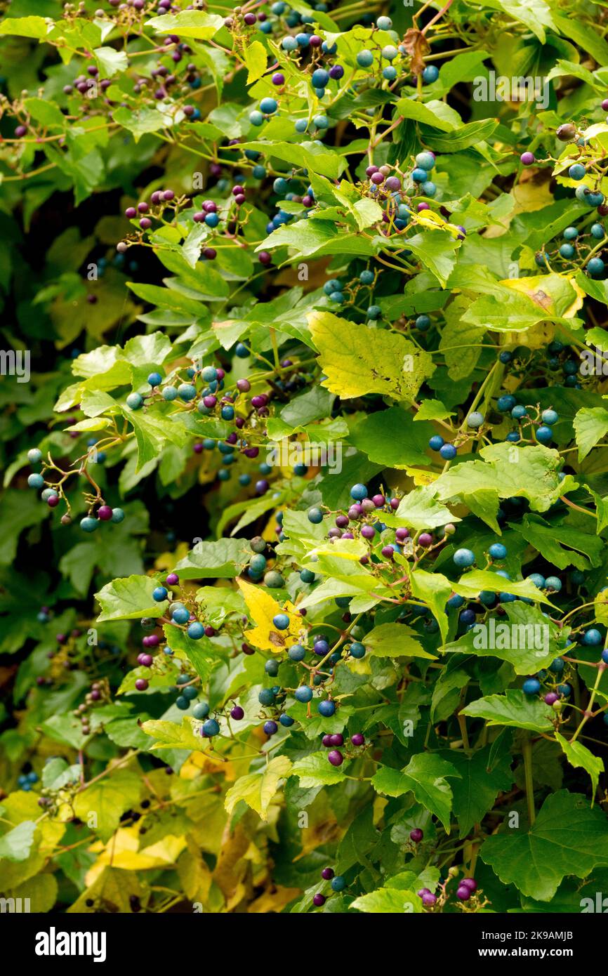 Porcelain Berry Vine, Ampelopsis heterophylla, Autumn, Climber Stock Photo - Alamy
