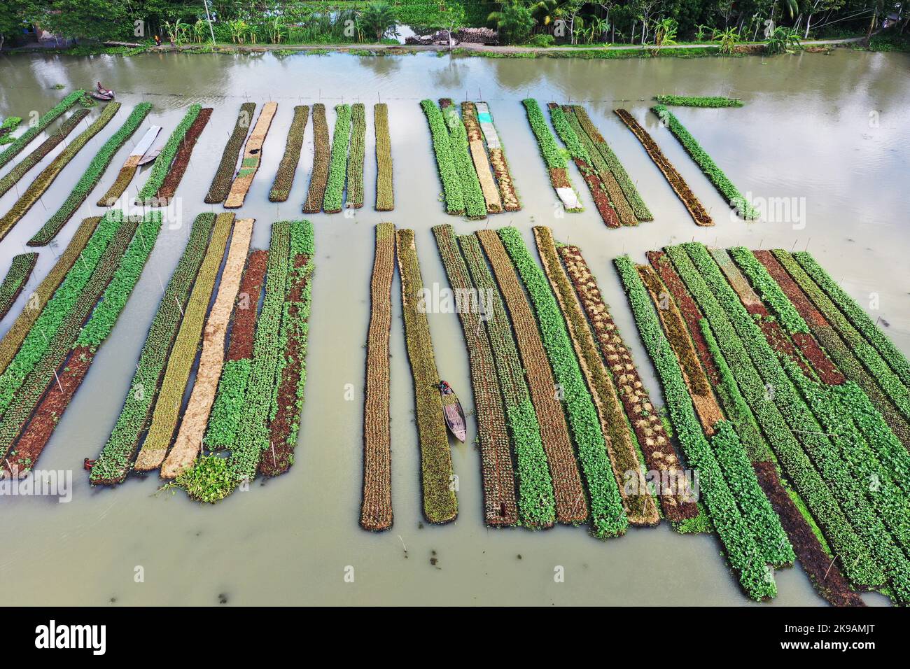 Pirojpur, Bangladesh - October 25, 2022: Bangladeshi Farmers are ...