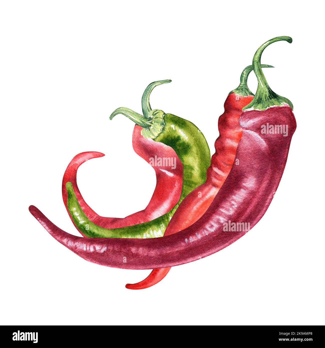 Red chili hot peppers watercolor illustration isolated on white ...
