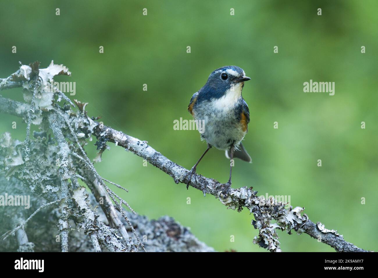Close-up of colorful male Red-flanked bluetail, Tarsiger cyanurus ...