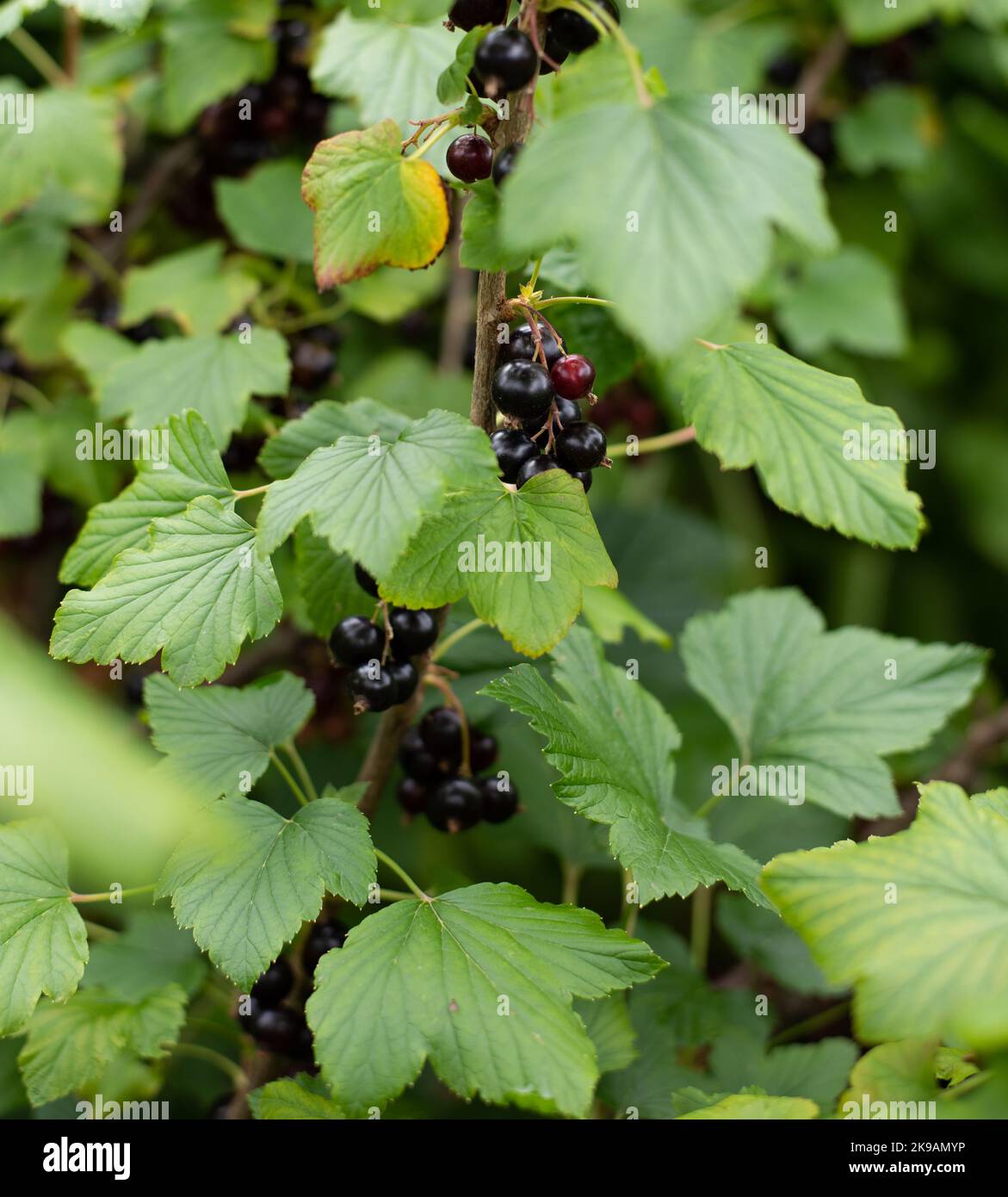 Photo taken at the National Botanic Garden Wales in July 2022 showing ...