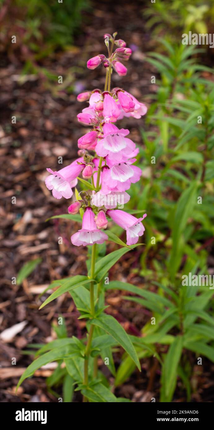Photo taken at the National Botanic Garden Wales in July 2022 showing ...