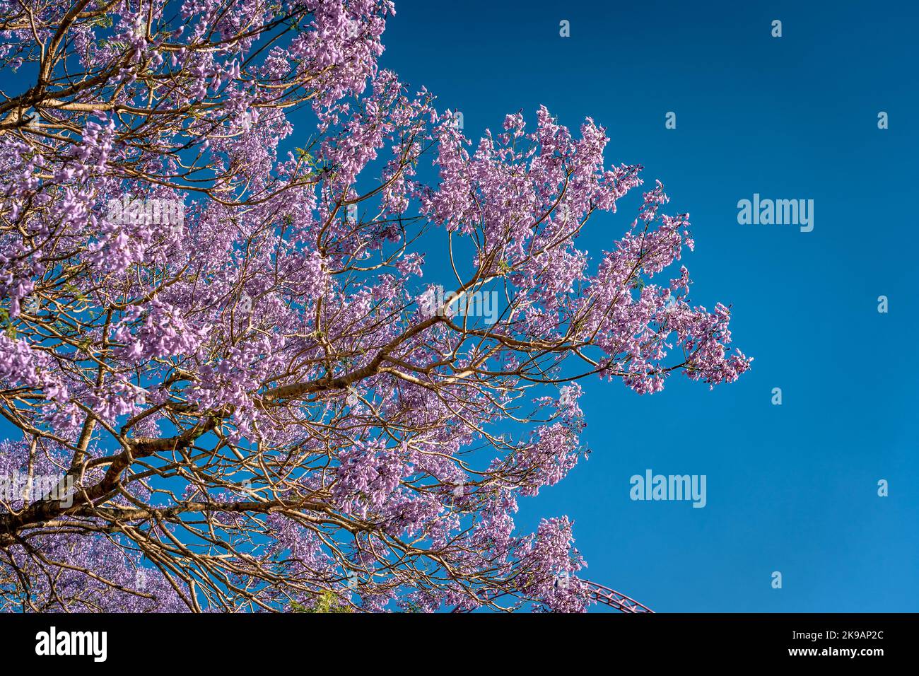 Blossoming jacaranda tree in Queensland, Australia Stock Photo - Alamy