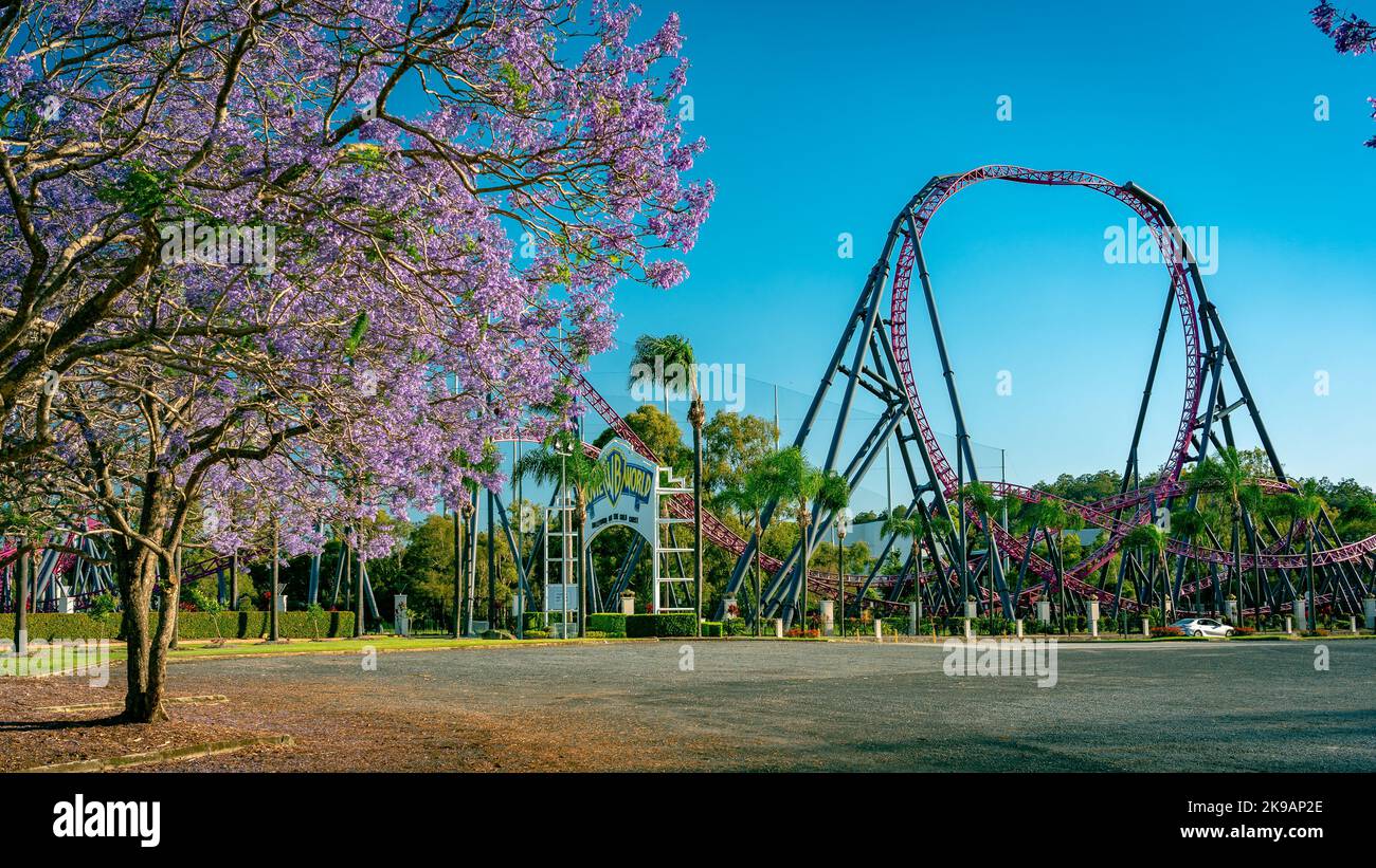 Gold Coast, Queensland, Australia - Blossoming jacaranda tree in front ...