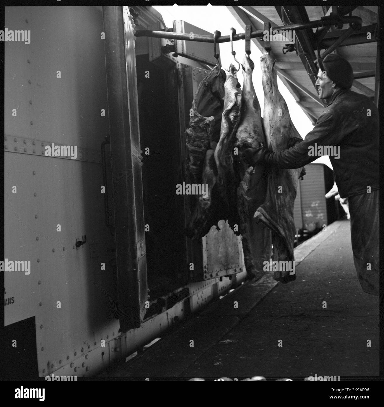 Cooling car transport. Loading of pork Stock Photo - Alamy