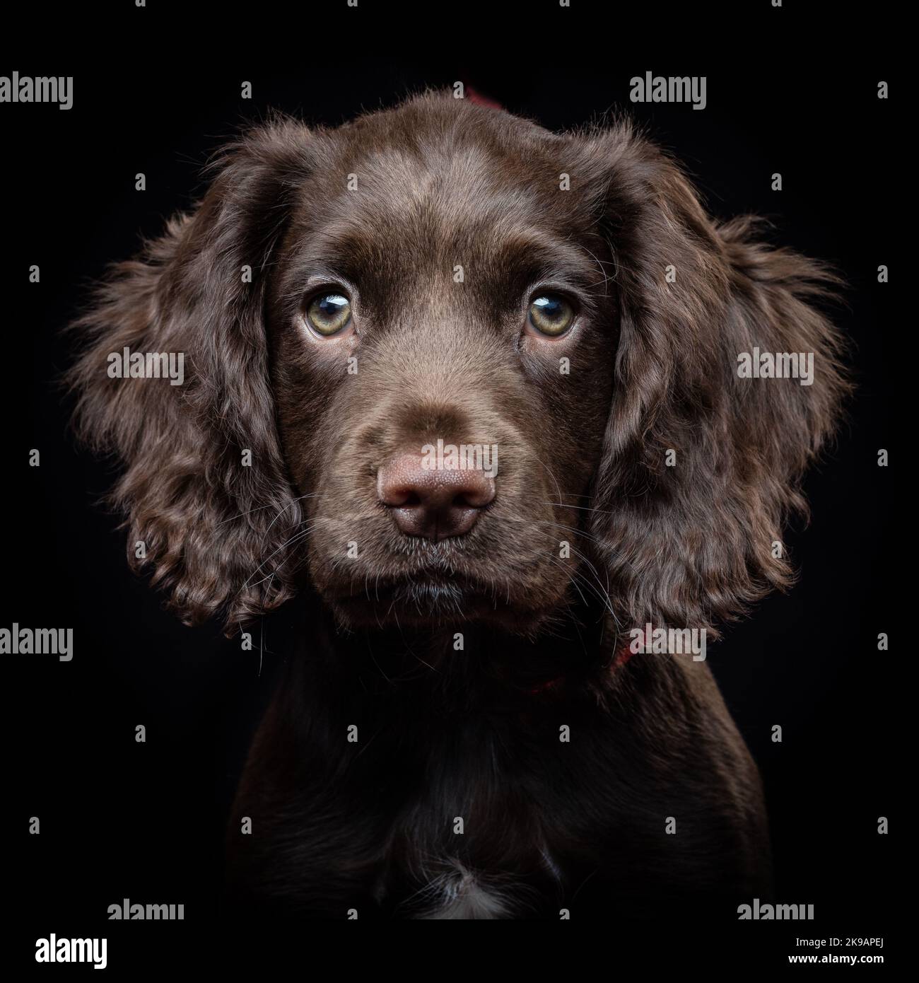 Cocker Spaniel Puppy Portrait against a black background. Cute puppy ...