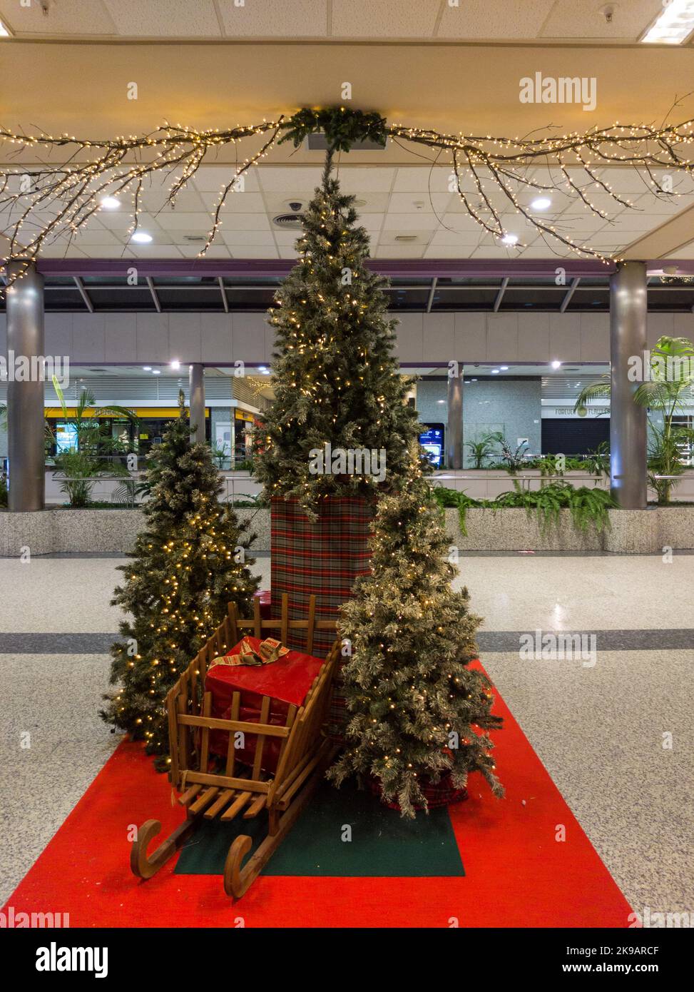three Christmas trees of different sizes on a red carpet Stock Photo ...