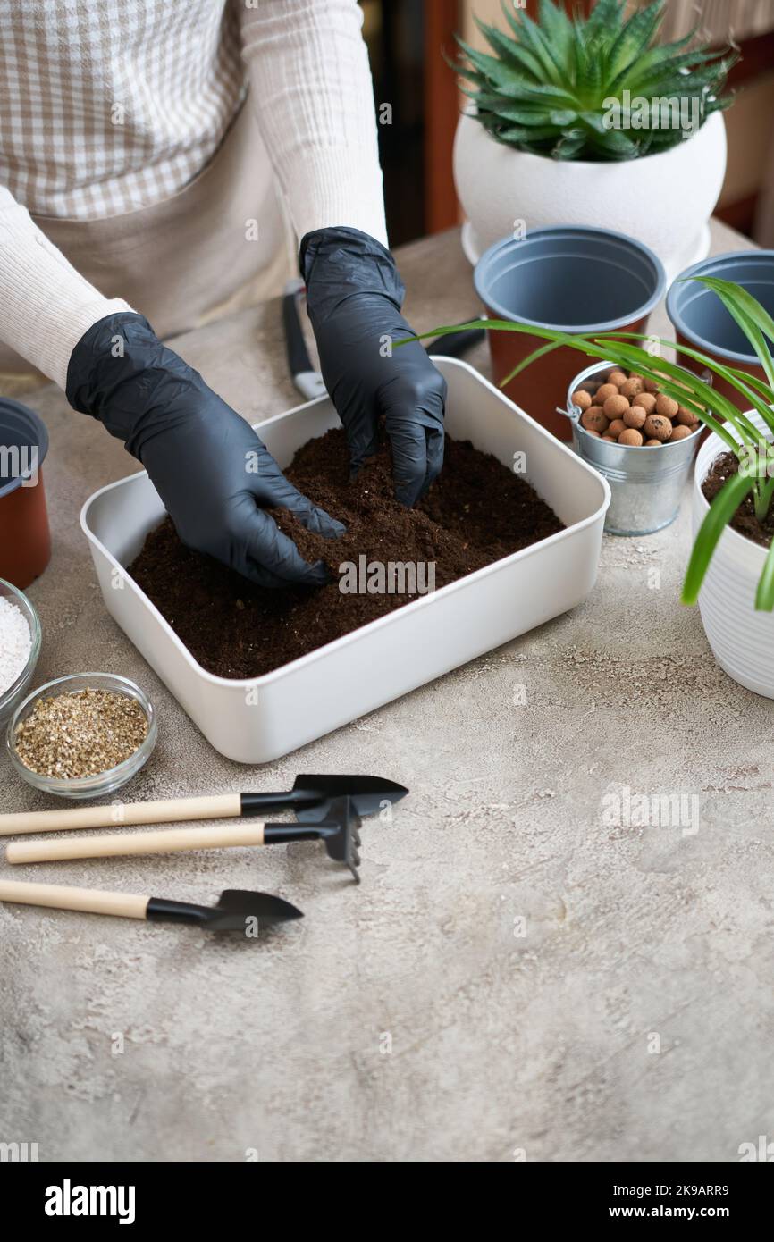 preparation of soil substrate for planting houseplant into a pot Stock ...