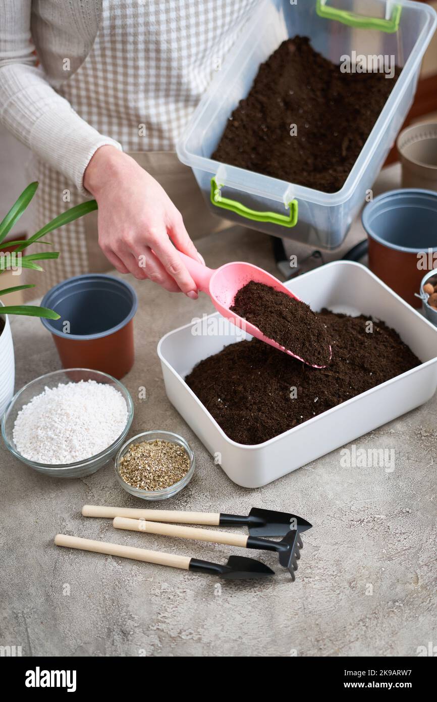 preparation of soil substrate for planting houseplant into a pot Stock ...