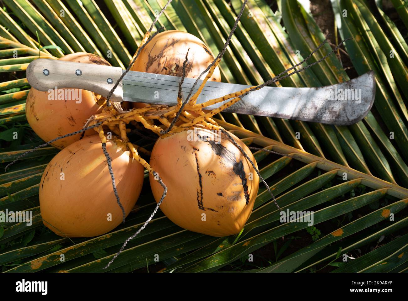 Harvesting coconut hi-res stock photography and images - Alamy