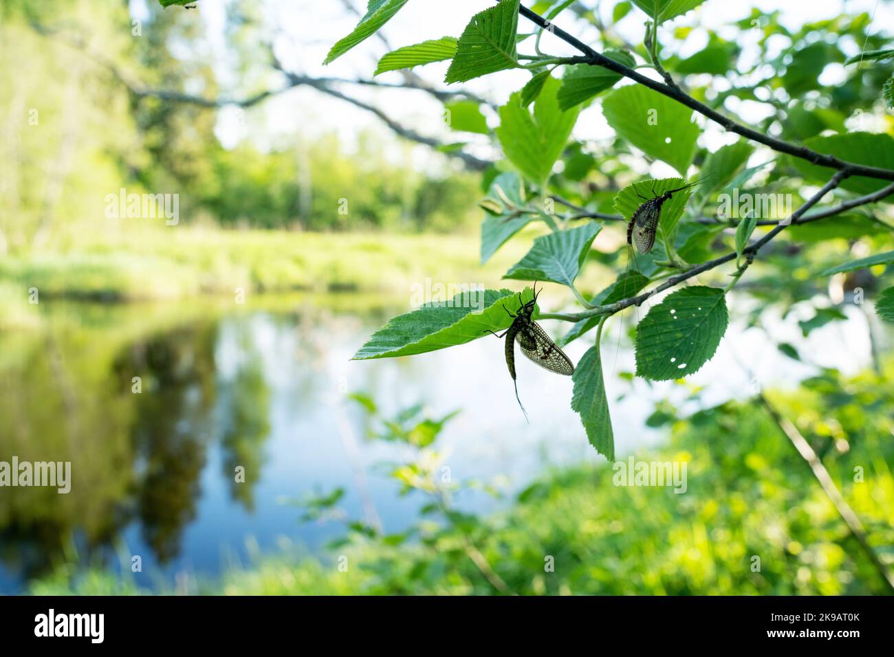 A wide-angle shot of Mayflies resting on leaves and branches next to a ...