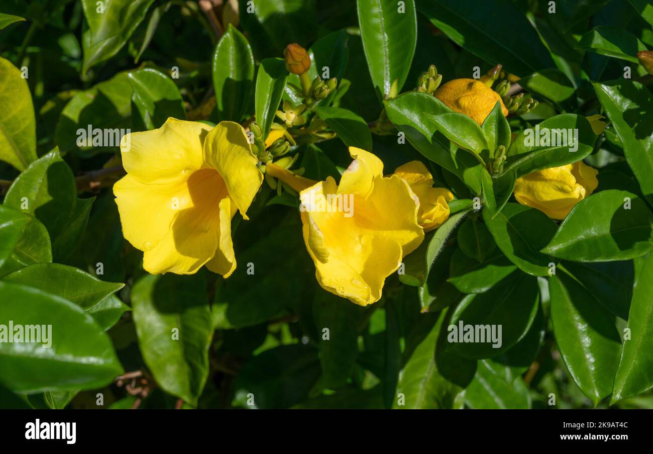 Decorative caribbean style hi-res stock photography and images - Alamy