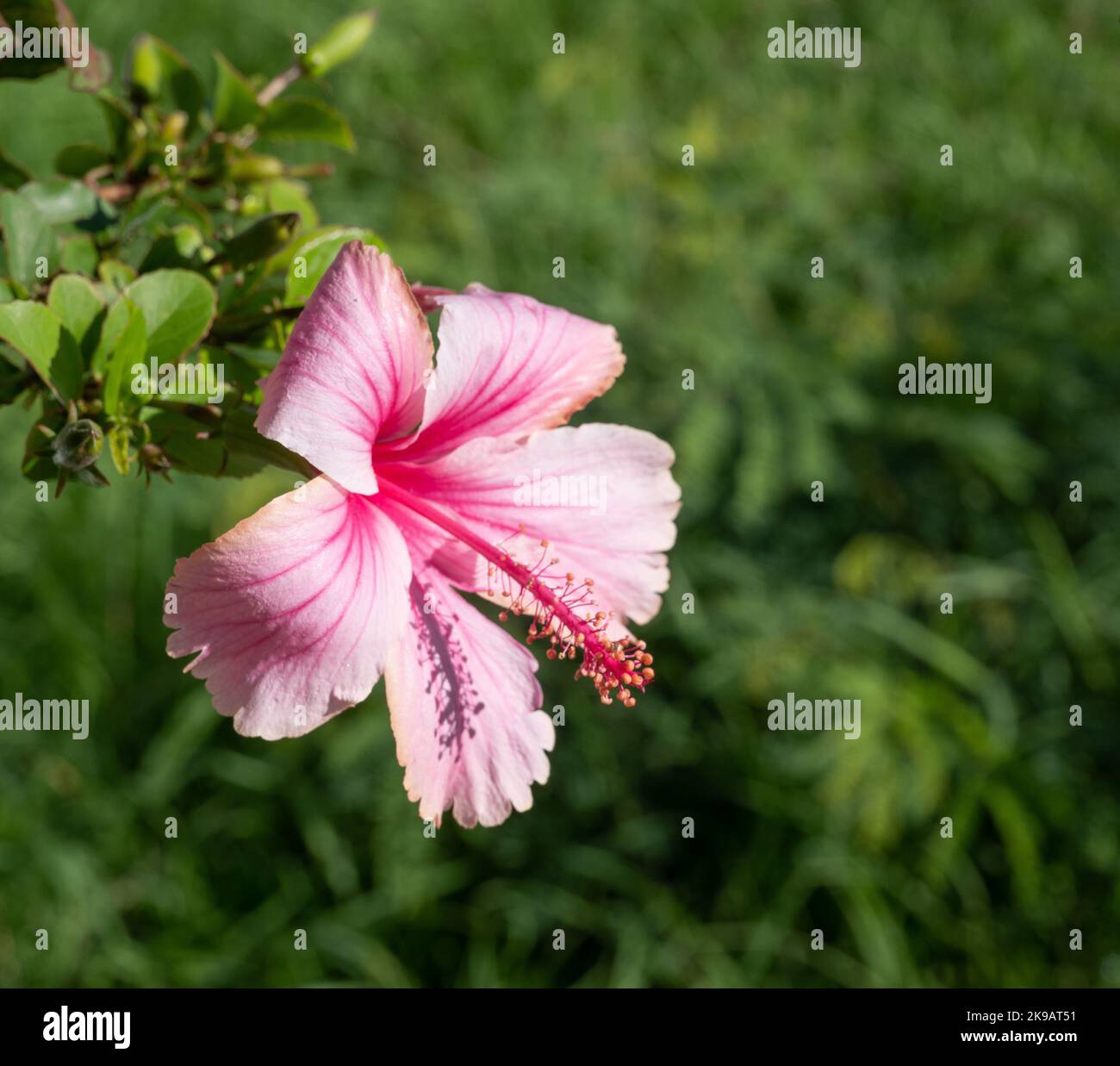 Decorative caribbean style hi-res stock photography and images - Alamy