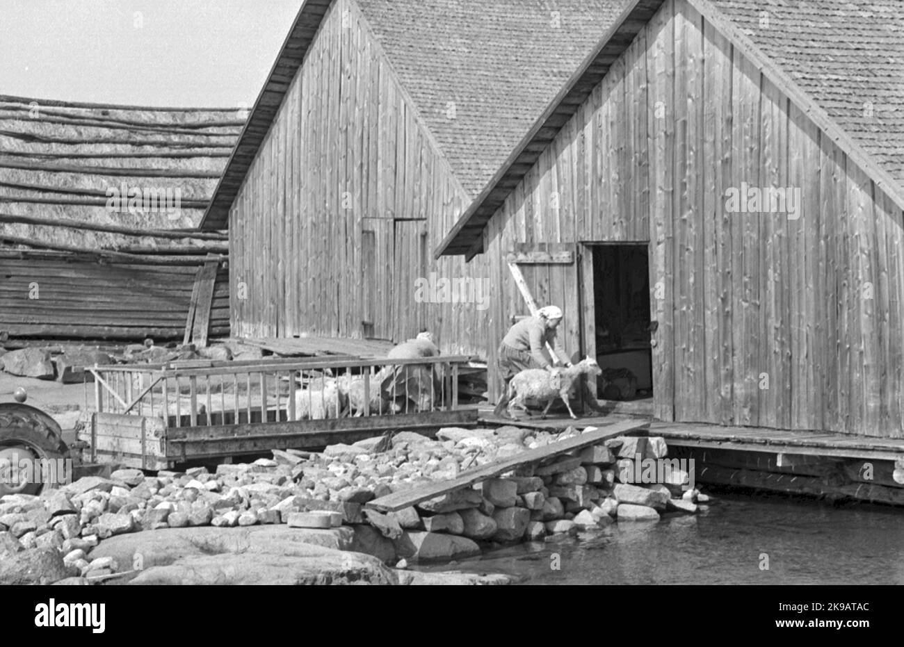 Åland trip. Archipelago. Fishing camp. Transport of sheep Stock Photo ...
