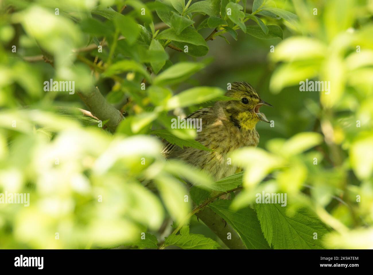 Yellowhammer making noise behind lush leaves during a sunny summer day ...