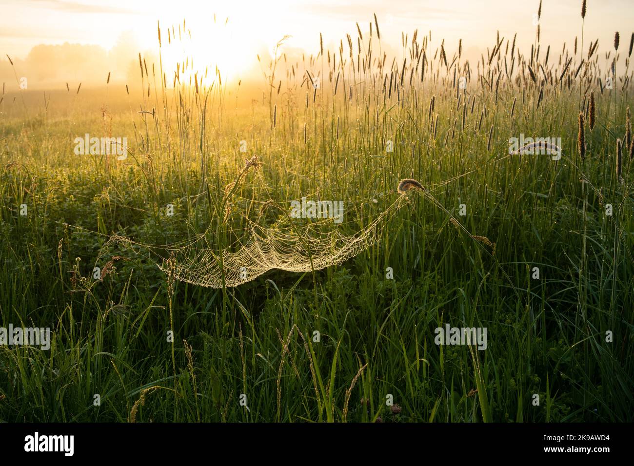 Summer meadow sunrise in hi-res stock photography and images - Alamy