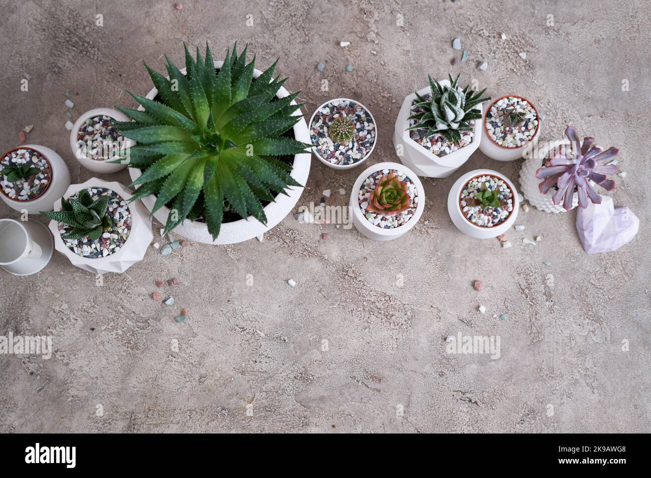 Potted Succulent plants on a table - haworthia, aloe, cactus, echeveria ...