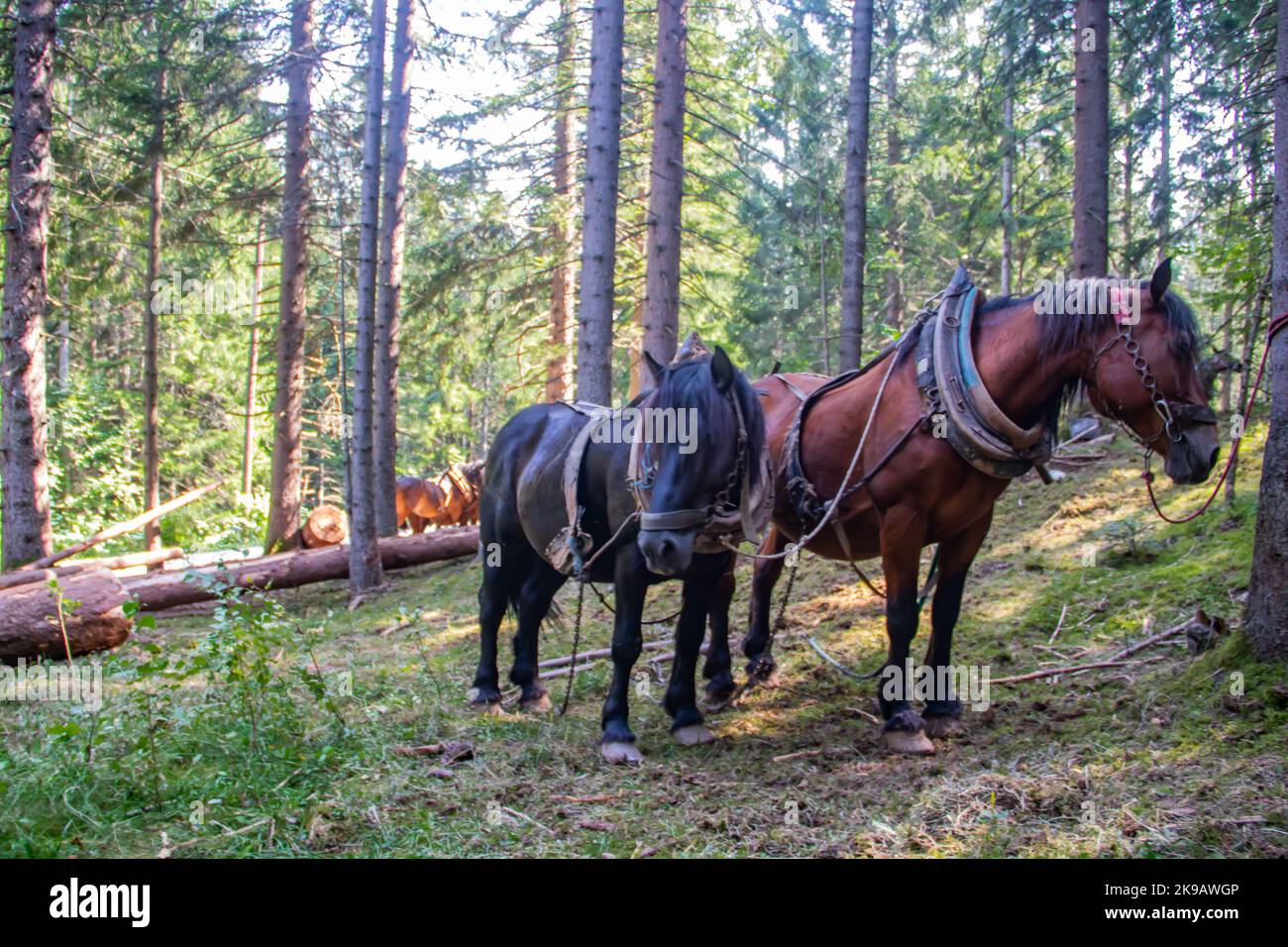 Domestic horses from farm at country side having rest after pulling ...